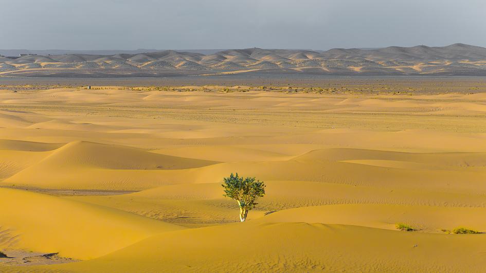 Scientists map 1.8 billion trees across Sahel and Sahara regions of ...
