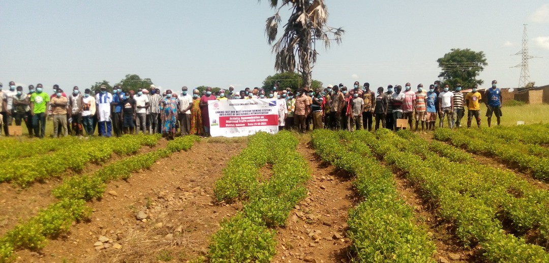 Kongo: Field Day for farmers on Improved Frara Potato Varieties