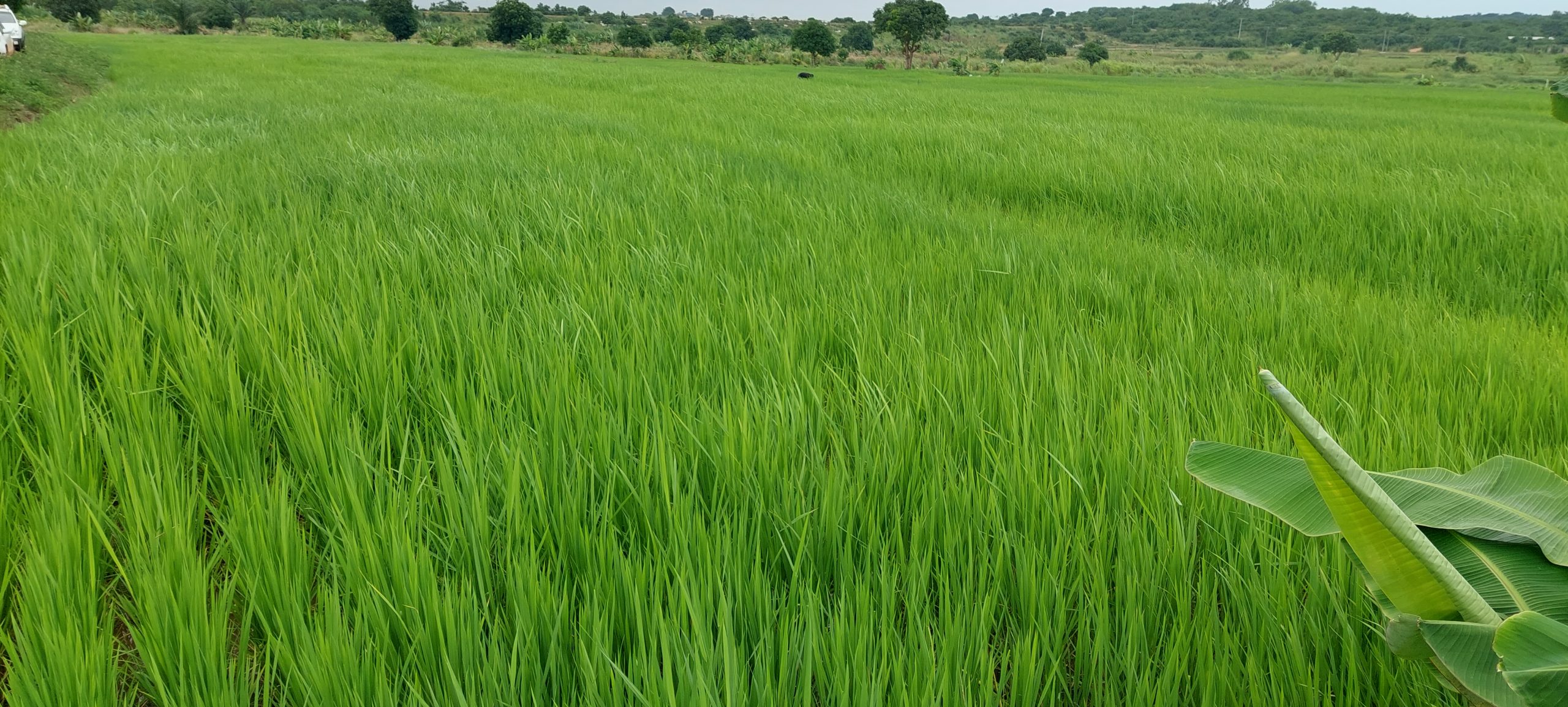 Central Region to become Rice Production Hub – GBC Ghana Online