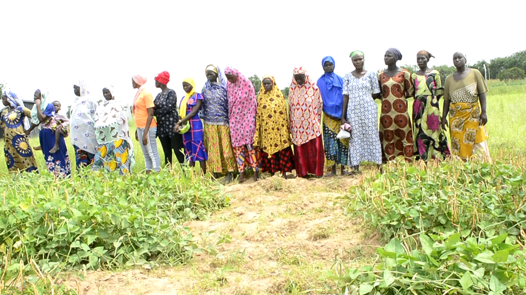 Cowpea demonstration day at Manga, Upper East Region