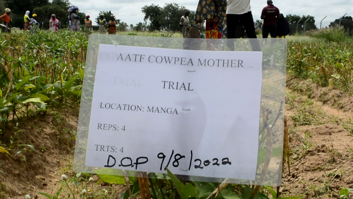 Cowpea demonstration day at Manga, Upper East Region