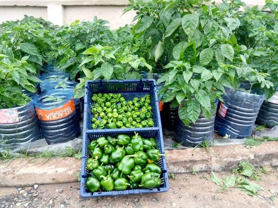 Korle Klotey: Backyard gardener wins big at Farmers Day celebration