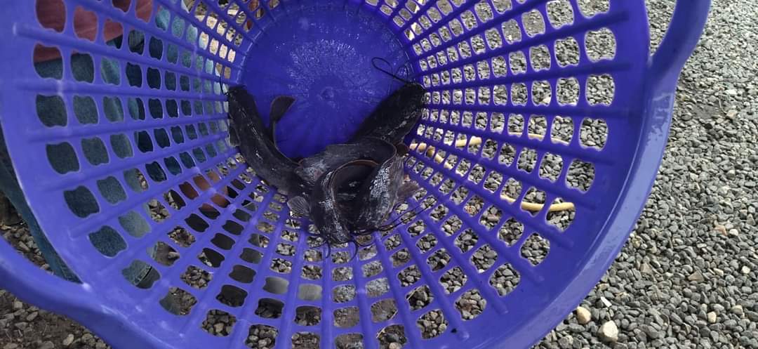 Korle Klotey: Backyard gardener wins big at Farmers Day celebration